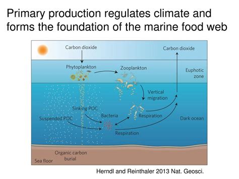 Primary Production And Satellite Remote Sensing Ppt Download