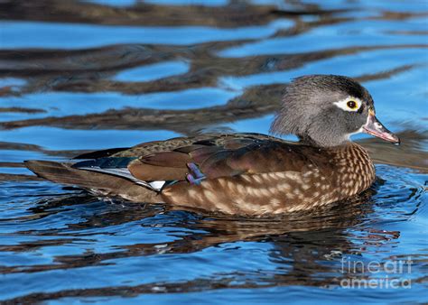 Hen Wood Duck