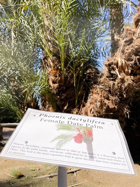 Shields Date Garden Olivia Michelle