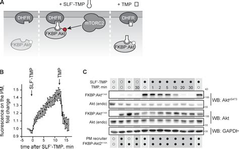 Localization Of Mtorc2 Activity Inside Cells Pmc