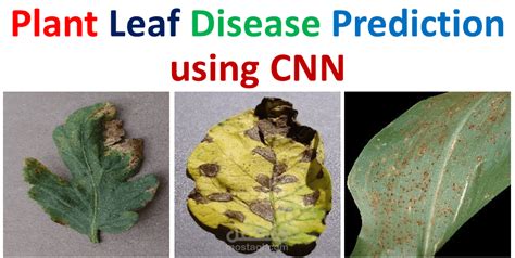 الكشف عن أمراض أوراق النبات باستخدام التعلم العميق Cnn مستقل