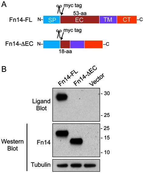 A Schematic Representation Of The Expression Constructs Encoding The
