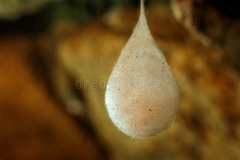 Cocoons With Eggs Of A Spider Hanging From A Ceiling Stock Image