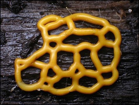 Terra Forming Terra Slime Mold Evolution