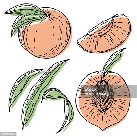 벡터 복숭아 세트 복숭아 슬라이스 반 전체 및 나뭇잎 흰색 배경에 고립 된 검은 색 윤곽선이있는 분홍색 추상 손으로 그린 과일 컬렉션 복숭아류에 대한 스톡 벡터 아트 및