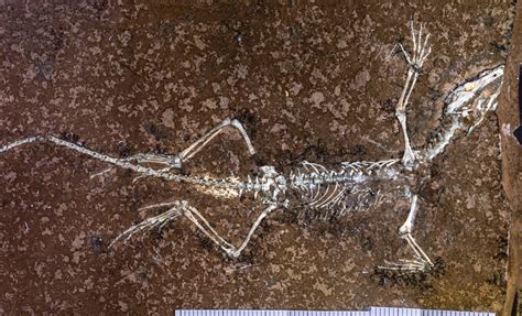 New Fossil Discovery Reveals Ancient Tree Climbing Reptile From The Jurassic Period