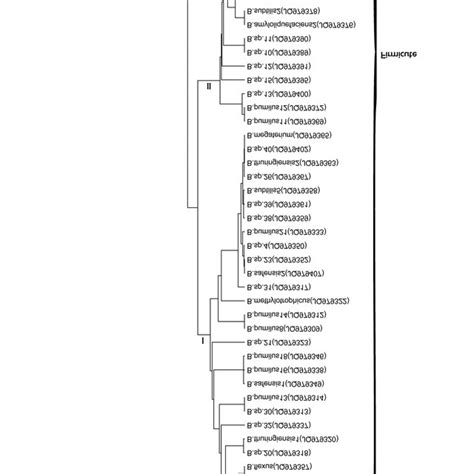 Antimicrobial Susceptibility Of Aerococcus Viridans Isolates Strain Download Table
