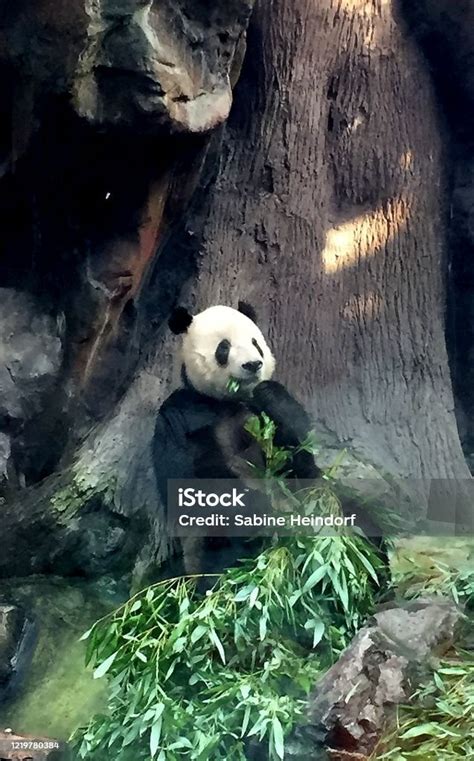 곰의 포유류 종에서 자이언트 팬더 또는 팬더 곰이라고도하는 팬더의 정면 보기 0명에 대한 스톡 사진 및 기타 이미지 0명 검은색 곰 Istock