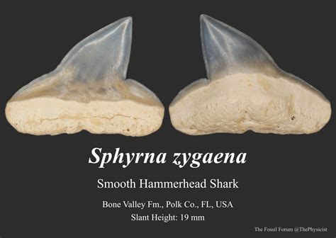 Hammerhead Shark Tooth