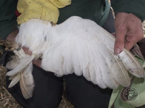 Sexing Barn Owls The Barn Owl Trust