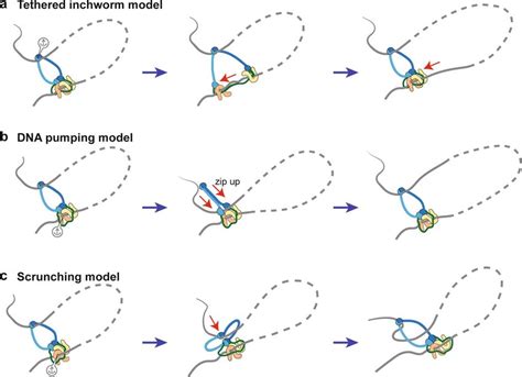 Three Different Models Of Condensin Mediated Dna Loop Extrusion A