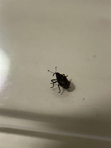 Is This A Tiny Weevil R Weeviltime