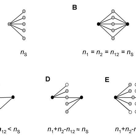 The Schematic Representation Of Duplicate Gene Evolution A Prior To Download Scientific