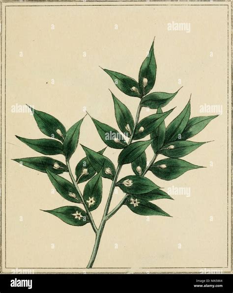 Elements Of The Science Of Botany As Established By Linnaeus With