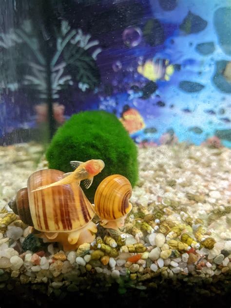 12 Mega Pixels R Pixel6ausers