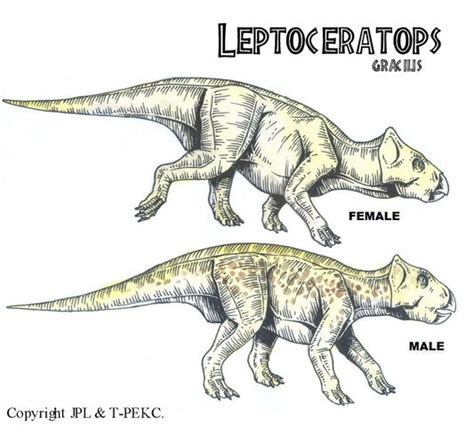 Image Leptoceratops  Return To New Lands Wikia Fandom Powered By Wikia
