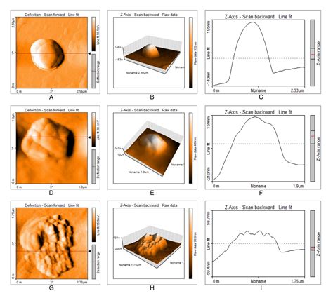 Contact Mode Atomic Force Microscopy As A Rapid Technique For Morphological Observation And