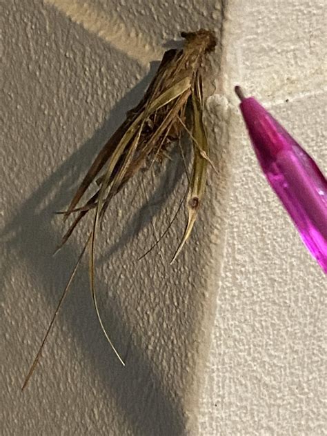 Please Identify This Alien Bug Gold Coast Australia R Whatsthisbug