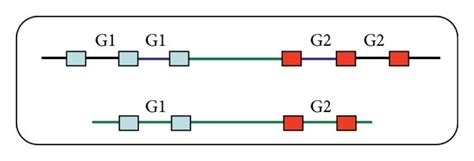 Schematic Of Hypothetical Meiotic And Mitotic Recombination Events
