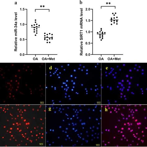 Metformin Attenuated Oa Chondrocytes Senescence In Vitro Chondrocytes Download Scientific