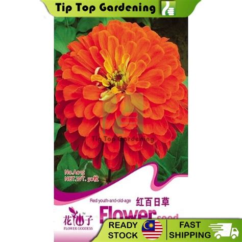 【expired】biji Benih A015 Red Youth And Old Age Flower Goddess Vegetable Flower Fruit Shopee