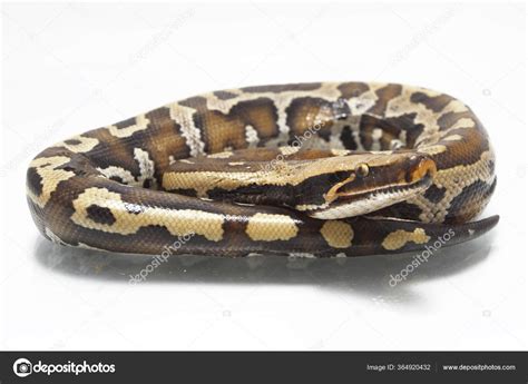 Sumatran Red Blood Python Python Curtis Curtis Commonly Known Red Stock Photo By Dwiputra18