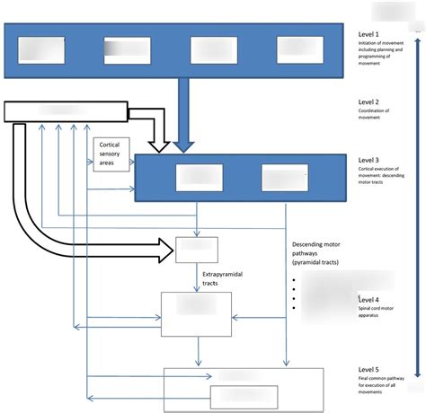 Sensorimotor System Diagram Quizlet