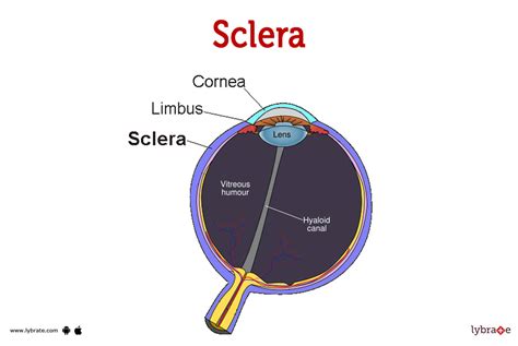 Cornea Sclera Diagram