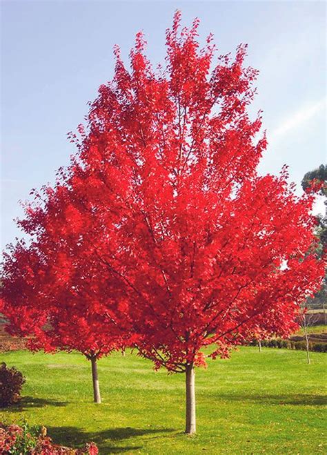 Acer Palmatum Fireglow Japanese Maple Artofit