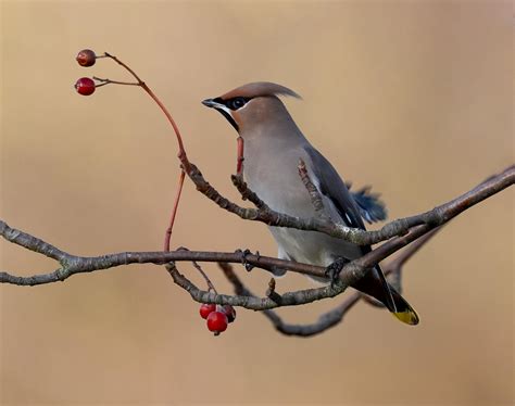Free Flappy Bird Bird Images Pixabay