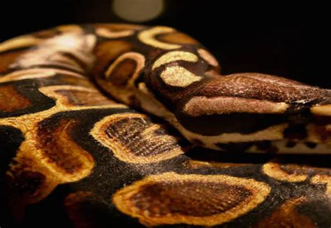 Can You Breed A Ball Python With A Boa