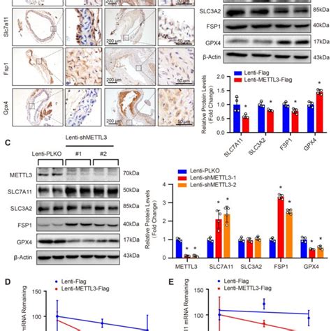 Mettl3 Suppressed Slc7a11 And Fsp1 Expression Via Promoting Their Mrna Download Scientific