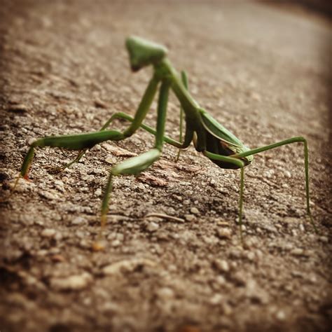 Uccx 11 6 Cf Resource Out Of Service Cisco Community