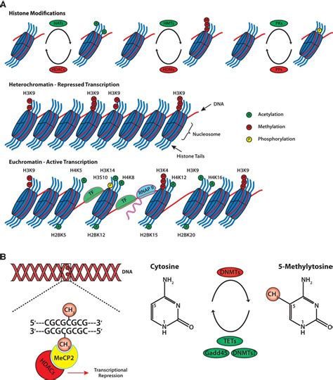 Epigenetic Regulation Of Memory Formation And Maintenance