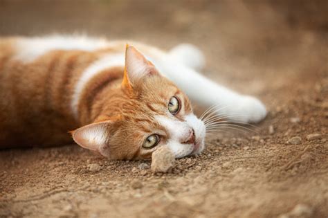 길 잃은 빨간 고양이의 초상화 그리스에서 야외에 누워 있는 생강 길 잃은 고양이 가을에 대한 스톡 사진 및 기타 이미지 가을 거리 고양이 새끼 Istock