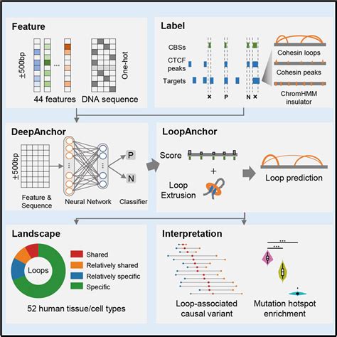 inferring ctcf binding patterns and anchored loops across human tissues