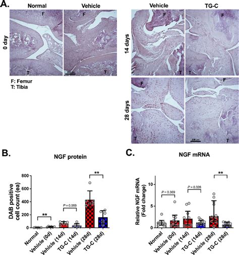 Tg C Effectively Suppressed The Expression Of Ngf Protein And Mrna In Download Scientific