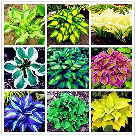 Buy Mitraee 100pcs Hosta Mix Plant Seeds Online