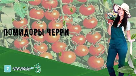 Помидоры Черри - YouTube