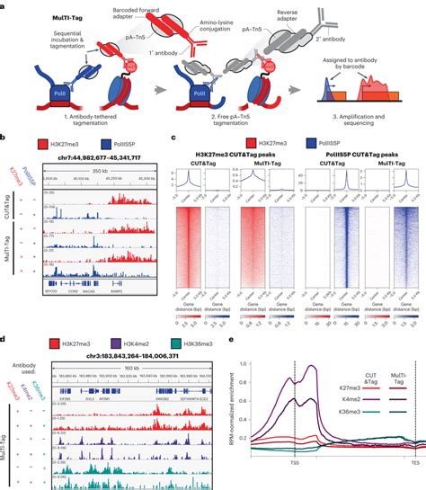 multi tag directly identifies user defined chromatin targets in the