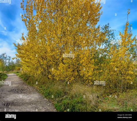 Autumn Landscape Of The Sablinsky Reserve In The Leningrad Region Stock