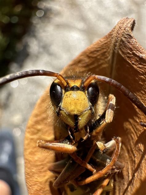 Macro Photography On Iphone 14 Pro Rmacrophotography