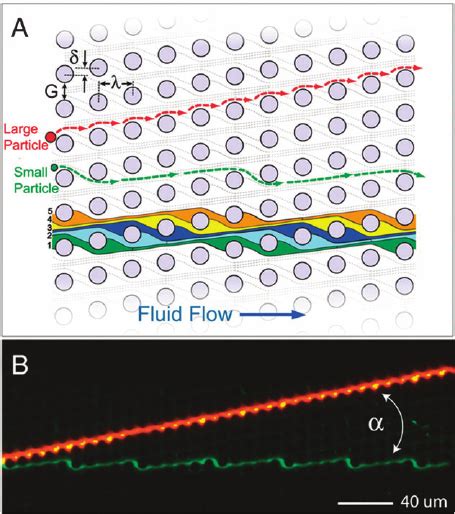 Deterministic Lateral Displacement The Asymmetrical Placements Of The Download Scientific
