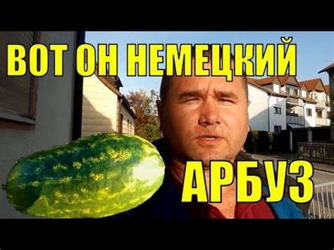 Выращивание арбузов в Германии. ИТОГ! - YouTube