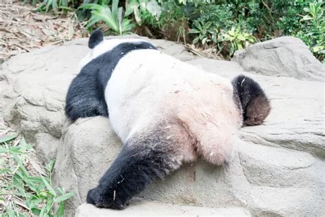 Panda Sleeping Stock Photos Royalty Free Panda Sleeping Images Depositphotos