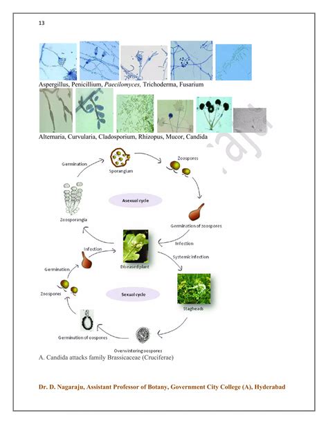 Fungi Structure Reproduction Classification Life Cycles Bot Coaching