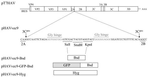 Schematic Representation Of Hav Constructs Containing Insertions In The
