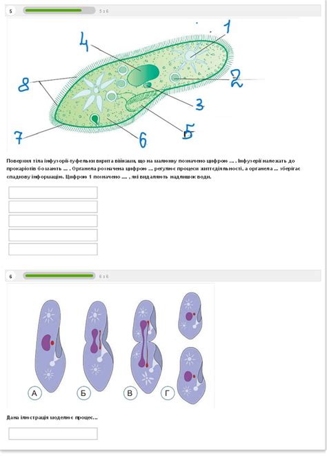 Тест з теми Особливості організації клітин одноклітинних евкаріотів
