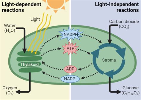 Big Picture Assignment By Tonythealfredoman