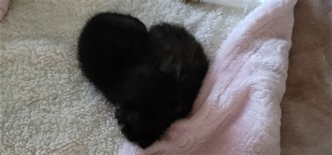 Superheros Unite Superheros Unite Kitten Foster Page